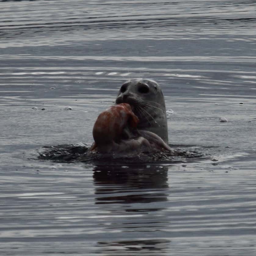 bird watching cruise | Seattle | Anacortes | Bellingham | San Juan Cruises