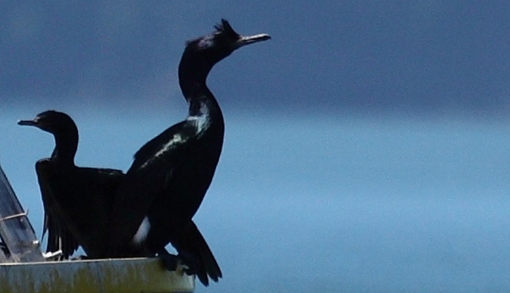 Bird Watching Cruise – San Juan Cruises